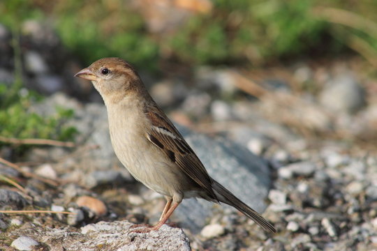 รูปภาพPasserotto – เลือกดูภาพถ่ายสต็อก เวกเตอร์ และวิดีโอ315 | Adobe Stock