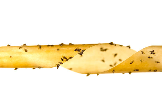 รูปภาพVermin – เลือกดูภาพถ่ายสต็อก เวกเตอร์ และวิดีโอ115,045 | Adobe Stock