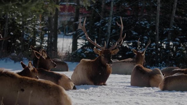 "Elk Silhouette" Images – Browse 177 Stock Photos, Vectors, and Video ...