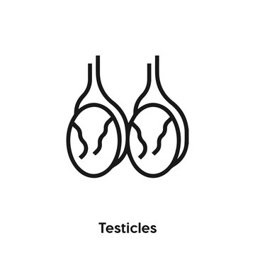 3,228 BEST Testicles IMAGES, STOCK PHOTOS & VECTORS | Adobe Stock
