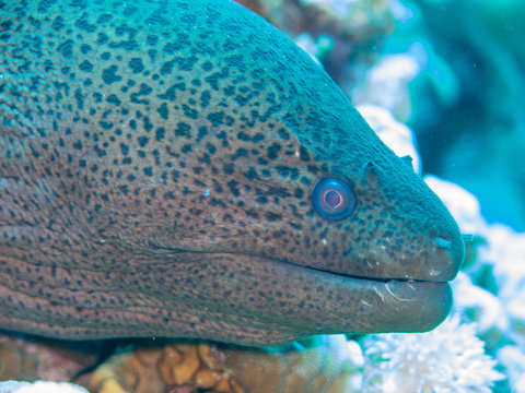 Murena Images – Browse 437 Stock Photos, Vectors, and Video | Adobe Stock