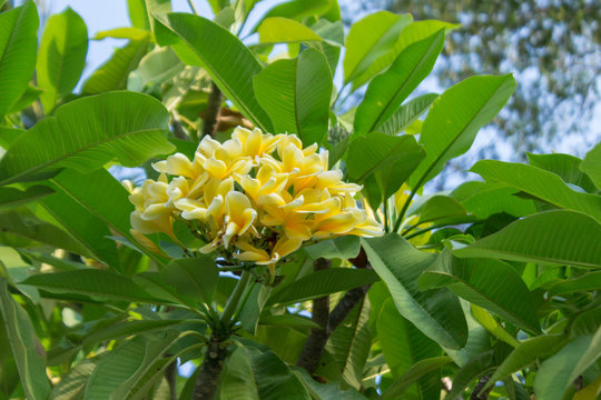 Kemboja Images – Browse 44 Stock Photos, Vectors, and Video | Adobe Stock