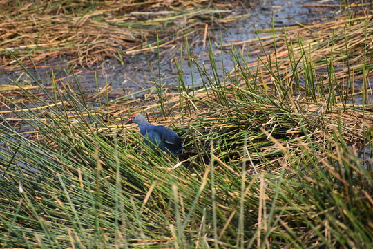 Trinath photos, images, assets | Adobe Stock