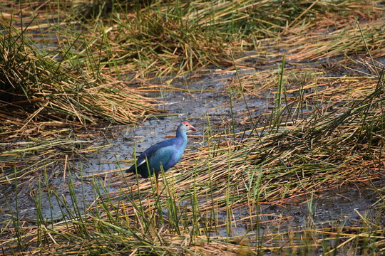 Trinath photos, images, assets | Adobe Stock