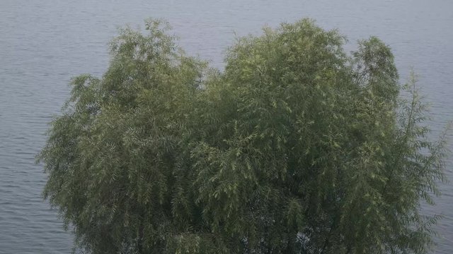 Weiden Video-Footage – Durchsuchen 16,781 HD-Archivvideos und Footage ...