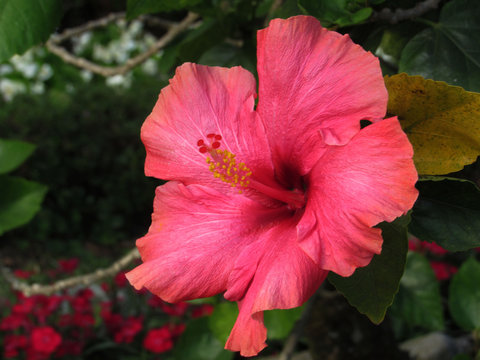 Papo Bilder – Durchsuchen 123 Archivfotos, Vektorgrafiken und Videos ...