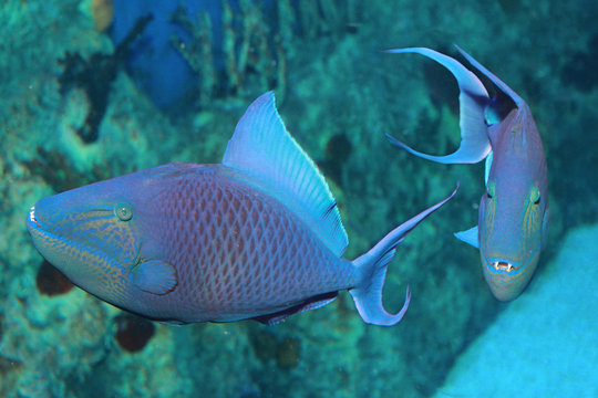 "Niger Triggerfish" Images – Browse 429 Stock Photos, Vectors, and ...