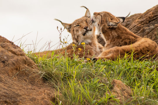 Wildcat Images – Browse 82,896 Stock Photos, Vectors, and Video | Adobe ...