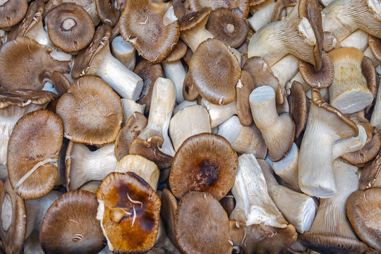 16,382 BEST Funghi IMAGES, STOCK PHOTOS & VECTORS | Adobe Stock