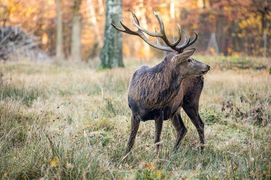 Imagens de Huftiere – Explore Fotografias do Stock, Vetores e Vídeos de ...