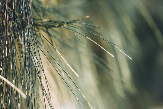 Beefwood bilder – Bläddra bland 141 stockfoton, vektorer och videor ...