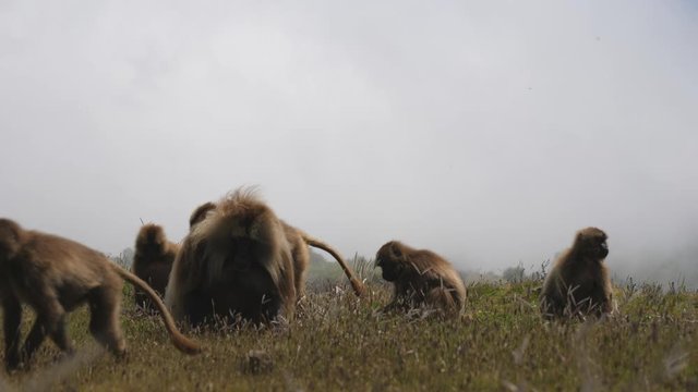 Graminivore Bilder – Durchsuchen 176 Archivfotos, Vektorgrafiken und ...