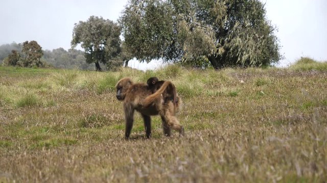 Graminivore Bilder – Durchsuchen 176 Archivfotos, Vektorgrafiken und ...