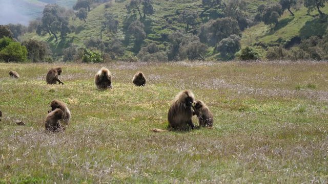 Graminivore Bilder – Durchsuchen 176 Archivfotos, Vektorgrafiken und ...