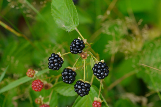 Wildbeeren Images – Browse 684 Stock Photos, Vectors, and Video | Adobe ...