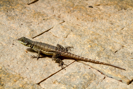 Calango Bilder – Durchsuchen 327 Archivfotos, Vektorgrafiken und Videos ...