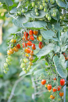 Strauchtomate Bilder – Durchsuchen 40,203 Archivfotos, Vektorgrafiken ...