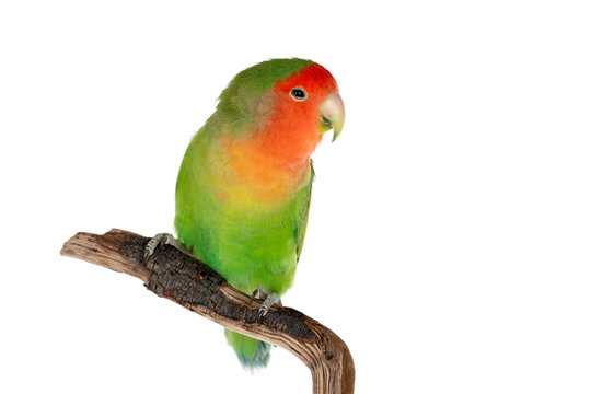 Imágenes de Inseparable: descubre bancos de fotos, ilustraciones ...