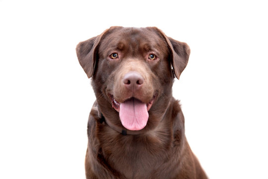 Free Dog Images – Browse 14,393 Free Stock Photos, Vectors, and Video ...