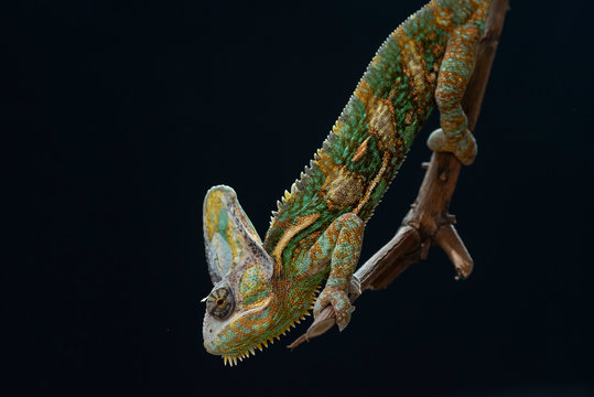 Veiled Chameleon Wallpaper