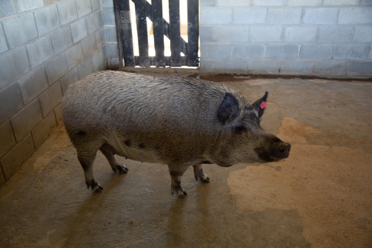 「Javali」の画像 - 142 件の Stock 写真、ベクターおよびビデオ | Adobe Stock