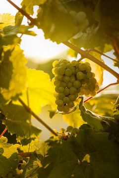 Grapevine Images – Browse 1,295,781 Stock Photos, Vectors, and Video ...