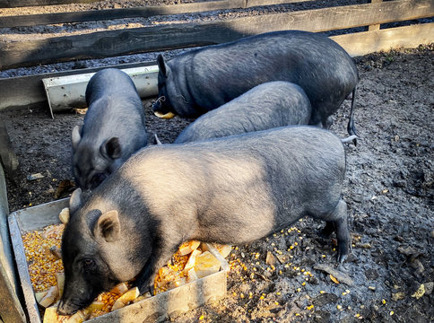 "Black Pigs" Images – Browse 360 Stock Photos, Vectors, and Video ...