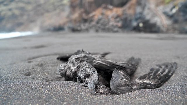 Dead Canary Images – Browse 712 Stock Photos, Vectors, and Video ...