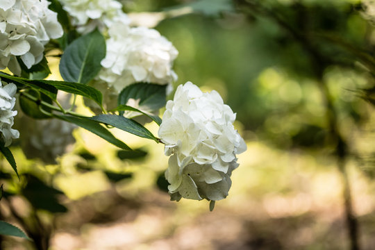 Fomin Images – Browse 42 Stock Photos, Vectors, and Video | Adobe Stock