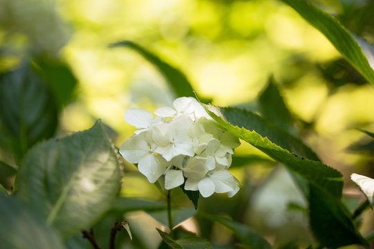 Fomin Images – Browse 42 Stock Photos, Vectors, and Video | Adobe Stock