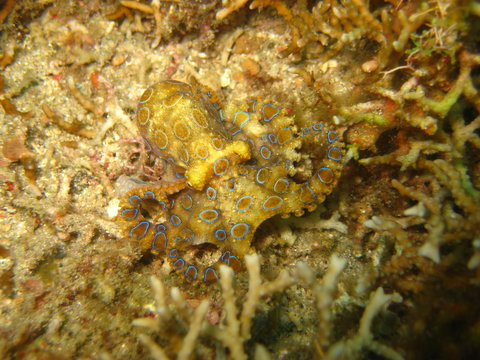 Blauring-Oktopus Images – Browse 19 Stock Photos, Vectors, and Video ...