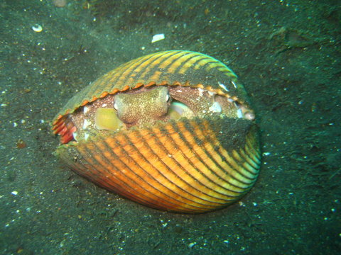 Sepien bilder – Bläddra bland 217 stockfoton, vektorer och videor ...