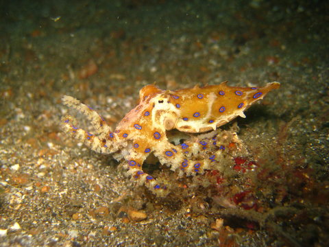 Blauring-Oktopus Images – Browse 19 Stock Photos, Vectors, and Video ...