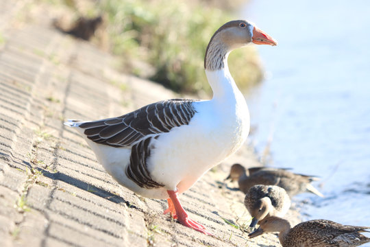 フォアグラ Images – Browse 352 Stock Photos, Vectors, and Video | Adobe Stock