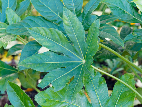 Palmately Lobed Leaf