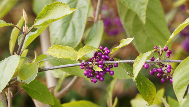 Berren-Bilder: Stock-Fotos & -Videos. | Adobe Stock