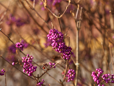 Berren Bilder – Durchsuchen 132 Archivfotos, Vektorgrafiken und Videos ...