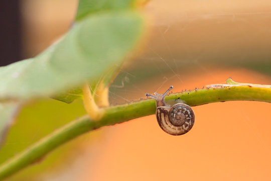 Lumachina Images – Browse 78 Stock Photos, Vectors, and Video | Adobe Stock