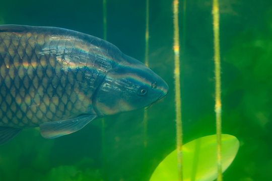 รูปภาพCyprinus – เลือกดูภาพถ่ายสต็อก เวกเตอร์ และวิดีโอ5,344 | Adobe Stock