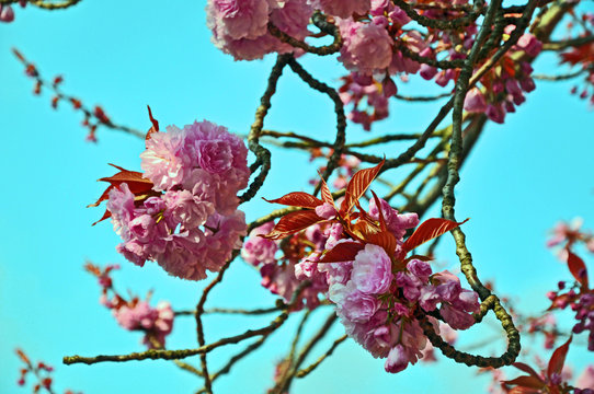 "Japanische Kirsche" Images – Parcourir 631 le catalogue de photos ...