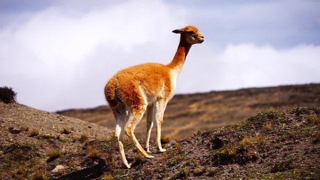 Imagens de Vicuna – Explore Fotografias do Stock, Vetores e Vídeos de ...