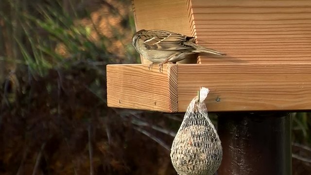 Feldspatzen bilder – Bläddra bland 353 stockfoton, vektorer och videor ...