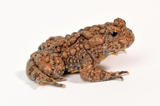 「Hautschicht」の画像 - 23 件の Stock 写真、ベクターおよびビデオ | Adobe Stock