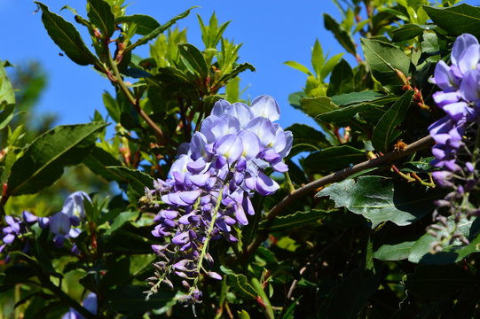 Lilla Bilder – Durchsuchen 6,118 Archivfotos, Vektorgrafiken und Videos ...