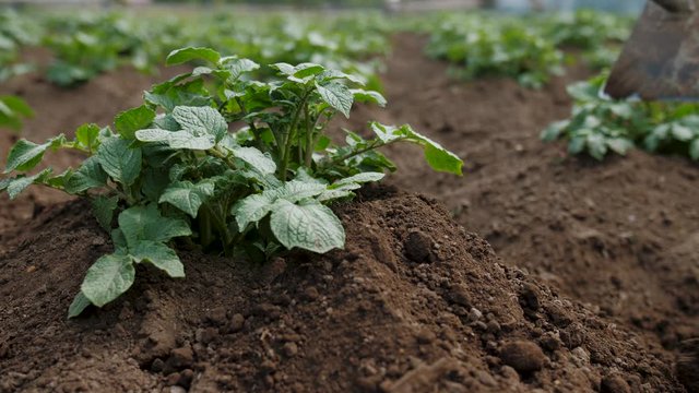 "Potato Weed" Images – Browse 254 Stock Photos, Vectors, and Video ...