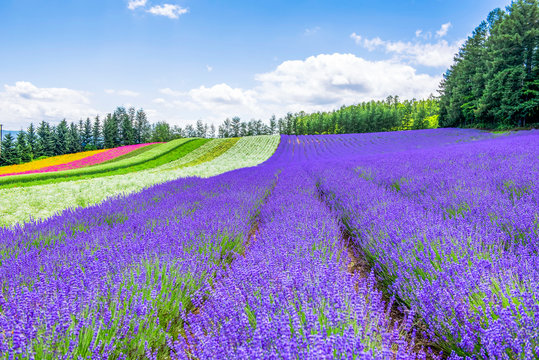 Furano Bilder – Durchsuchen 4,307 Archivfotos, Vektorgrafiken und ...
