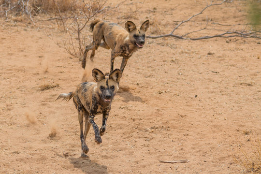 Hypercarnivorous Bilder – Durchsuchen 396 Archivfotos, Vektorgrafiken ...