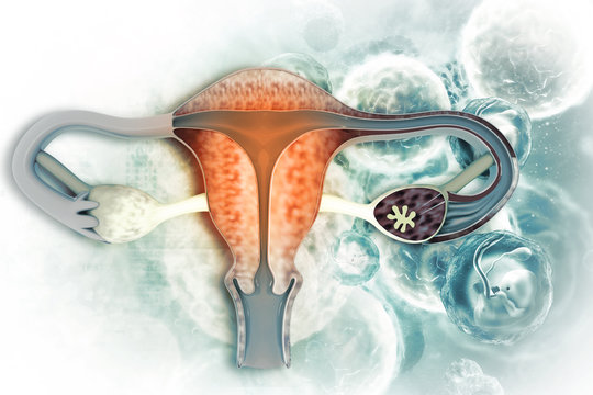 รูปภาพOvary – เลือกดูภาพถ่ายสต็อก เวกเตอร์ และวิดีโอ35,676 | Adobe Stock