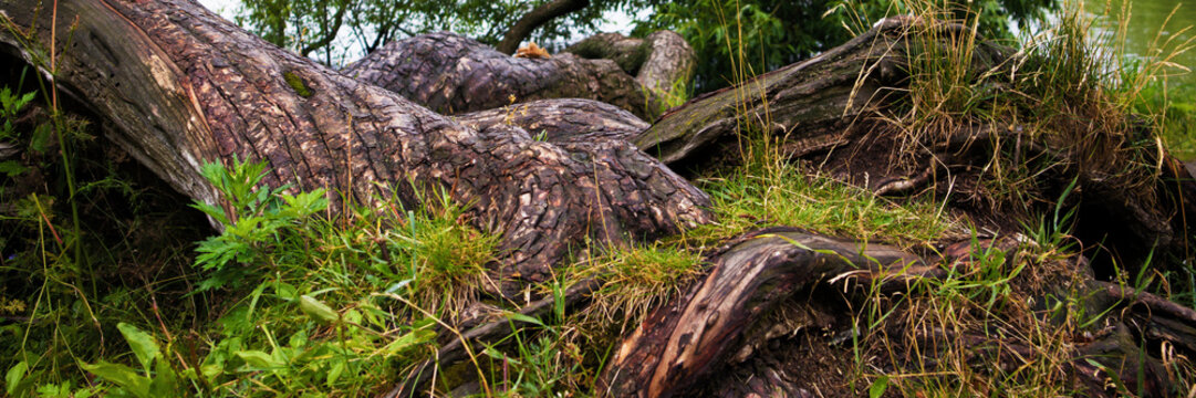 "Overgrown Tree" Images – Browse 155 Stock Photos, Vectors, and Video ...