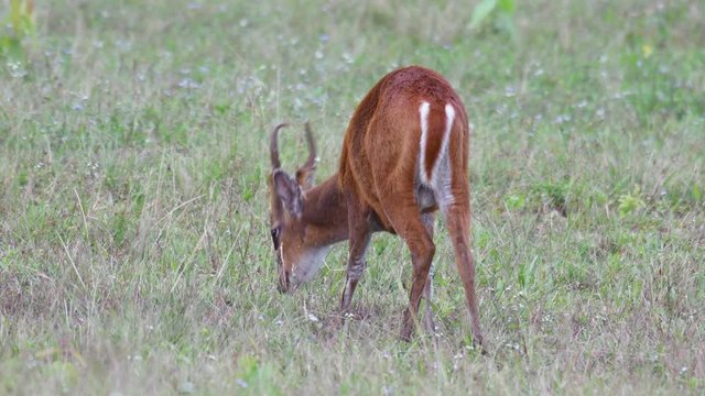 "Chew The Cud" Images – Browse 46 Stock Photos, Vectors, and Video ...